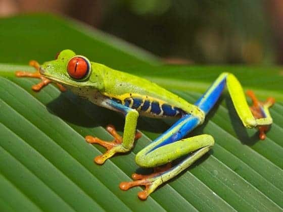 Tropical Rainforest Biome: Climate, Precipitation, Location, Seasons ...