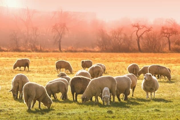 25+ Amazing and Unknown Facts About Sheep | Earth Eclipse