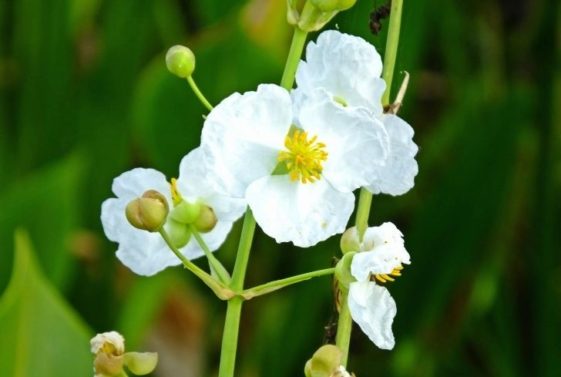 15 Plants That Can Grow Near Rivers and Streams | Earth Eclipse