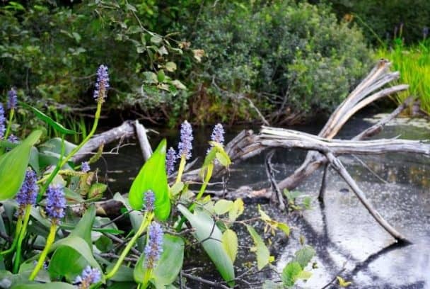 15 Plants That Can Grow Near Rivers and Streams | Earth Eclipse