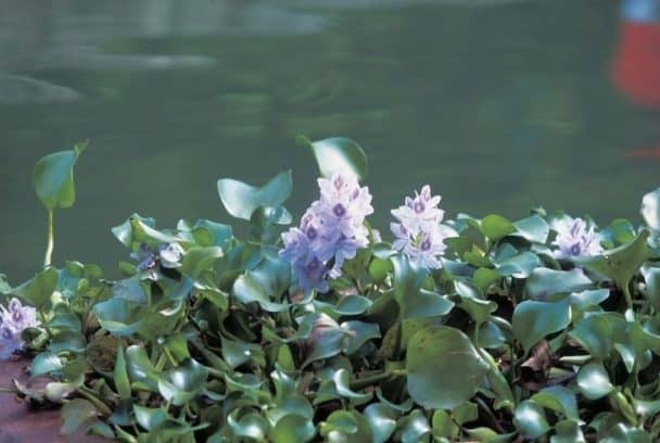 15 Plants That Can Grow Near Rivers and Streams | Earth Eclipse