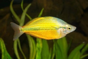 13 Different Types of Rainbow Fish (With Pictures) | Earth Eclipse