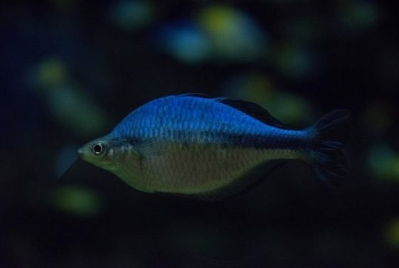 13 Different Types of Rainbow Fish (With Pictures) | Earth Eclipse