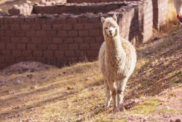 5 Different Types of Llamas (Information and Facts) | Earth Eclipse