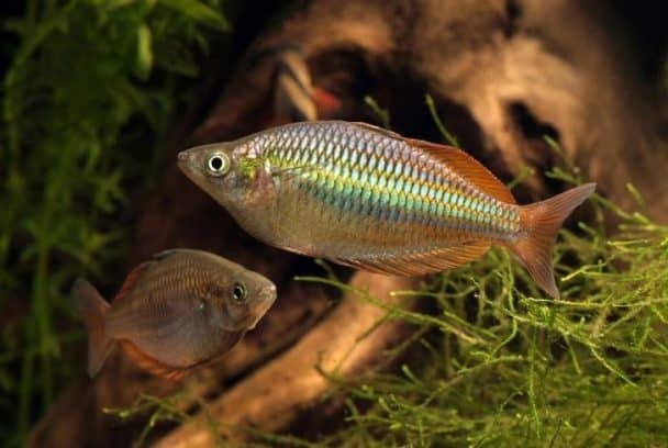 13 Different Types of Rainbow Fish (With Pictures) | Earth Eclipse