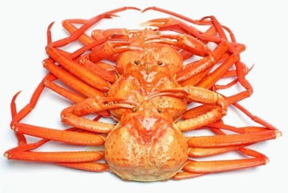 13+ Different Types of Crabs You Might Not Have Seen Before (With ...