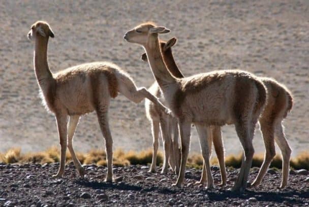 5 Different Types of Llamas (Information and Facts) | Earth Eclipse