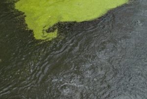 Nutrient Pollution: Causes, Effects and Interesting Solutions | Earth ...