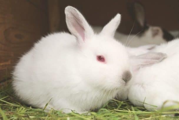 Why Do White Rabbits Have Red Eyes? (Albinism) | Earth Eclipse