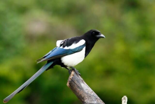 15 Stunning Scavenger Birds (With Pictures) | Earth Eclipse