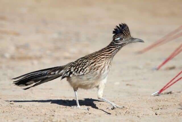 15 Stunning Scavenger Birds (With Pictures) | Earth Eclipse