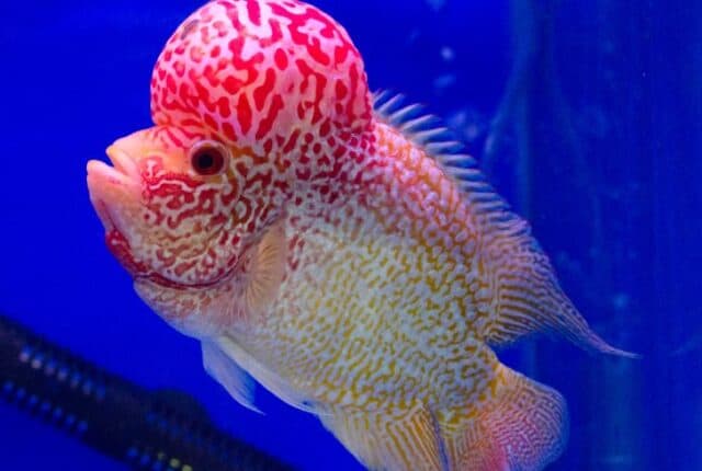 13+ Amazing Fish With Big Lips (With Pictures) | Earth Eclipse