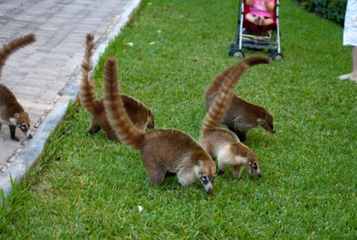 13 Amazing Animals With Ringed Tails (With Pictures) | Earth Eclipse