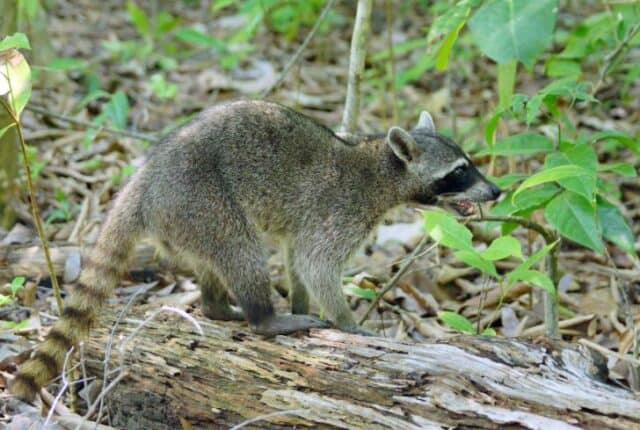 13 Amazing Animals With Ringed Tails (With Pictures) | Earth Eclipse
