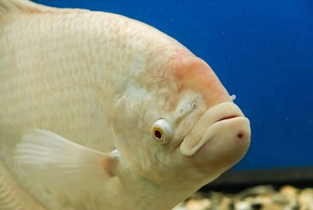 13+ Amazing Fish With Big Lips (With Pictures) | Earth Eclipse