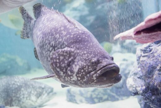 13+ Amazing Fish With Big Lips (With Pictures) | Earth Eclipse