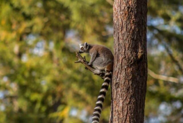 13 Amazing Animals With Ringed Tails (With Pictures) | Earth Eclipse