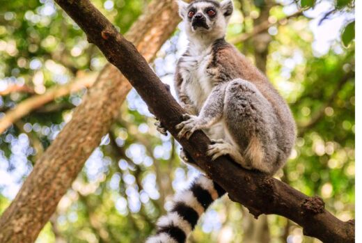 13 Amazing Animals With Ringed Tails (With Pictures) | Earth Eclipse