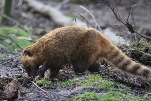 13 Amazing Animals With Ringed Tails (With Pictures) | Earth Eclipse