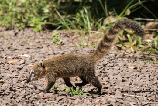 13 Amazing Animals With Ringed Tails (With Pictures) | Earth Eclipse
