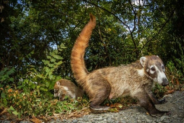 13 Amazing Animals With Ringed Tails (With Pictures) | Earth Eclipse