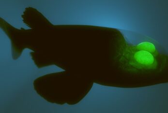 15 Types of Fish With Big Foreheads (With Pictures) | Earth Eclipse