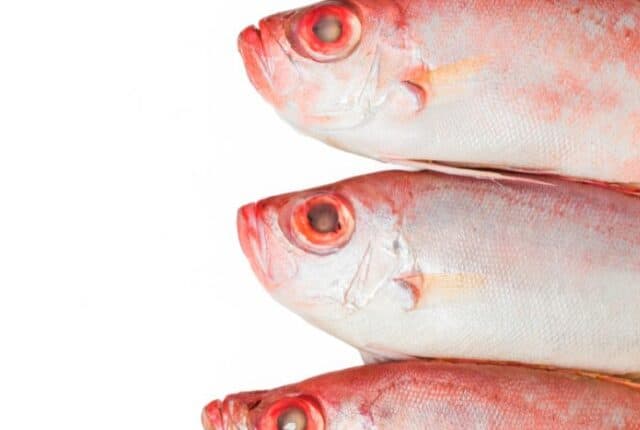 17 Fascinating Fish With Big Eyes (With Pictures) | Earth Eclipse