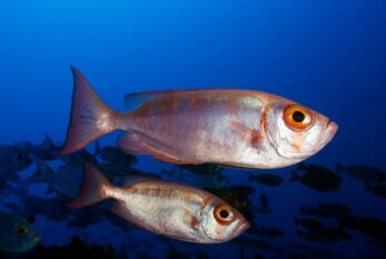 17 Fascinating Fish With Big Eyes (With Pictures) | Earth Eclipse