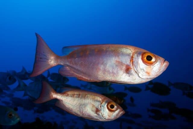 17 Fascinating Fish With Big Eyes (With Pictures) | Earth Eclipse