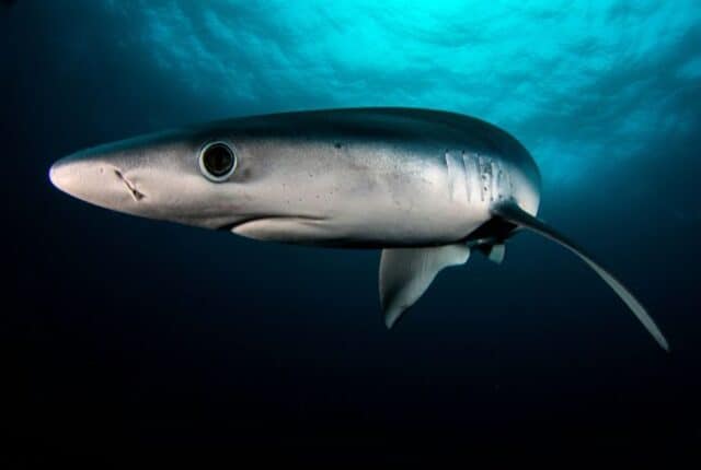 17 Fascinating Fish With Big Eyes (With Pictures) | Earth Eclipse