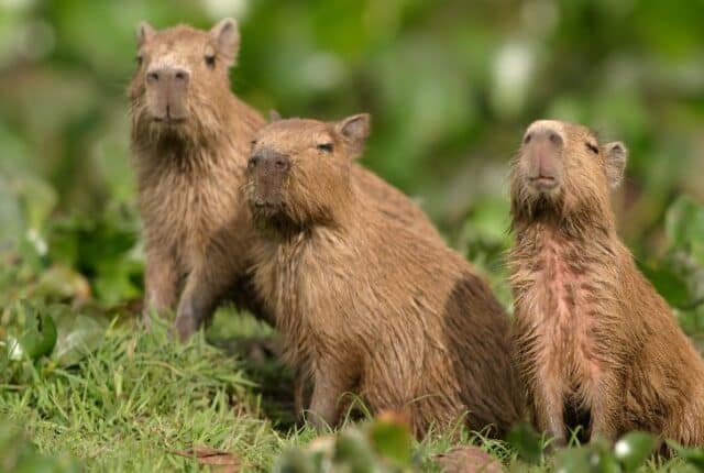 13 Amazing Animals Similar to Beavers (With Pictures) | Earth Eclipse