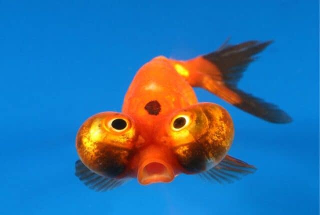 17 Fascinating Fish With Big Eyes (With Pictures) | Earth Eclipse