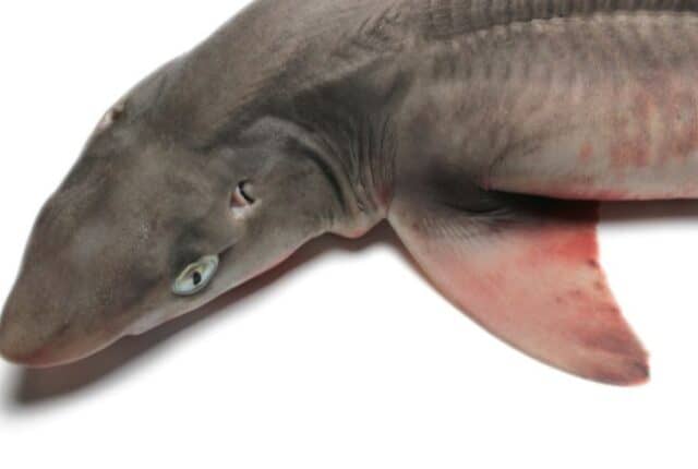 17 Fascinating Fish With Big Eyes (With Pictures) | Earth Eclipse