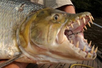 13 Types of Fish With Big Teeth (With Pictures) | Earth Eclipse