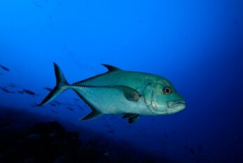 17 Fascinating Fish With Big Eyes (With Pictures) | Earth Eclipse