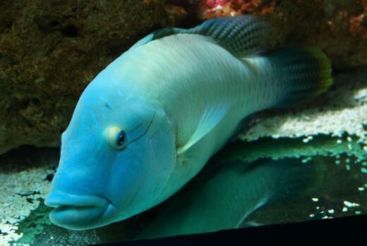 15 Types of Fish With Big Foreheads (With Pictures) | Earth Eclipse