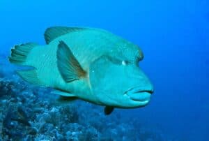 15 Types of Fish With Big Foreheads (With Pictures) | Earth Eclipse