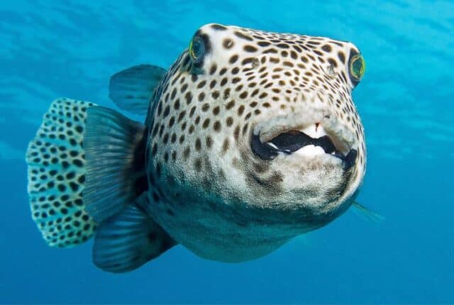 17 Fascinating Fish With Big Eyes (With Pictures) | Earth Eclipse