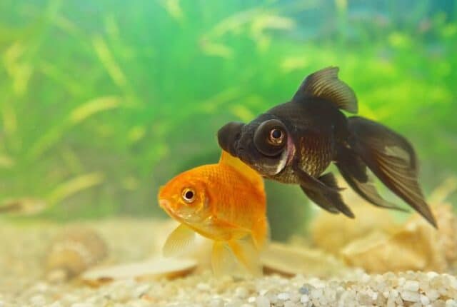 17 Fascinating Fish With Big Eyes (With Pictures) | Earth Eclipse