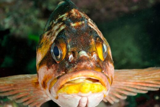 17 Fascinating Fish With Big Eyes (With Pictures) | Earth Eclipse