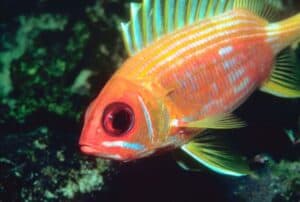 17 Fascinating Fish With Big Eyes (With Pictures) | Earth Eclipse