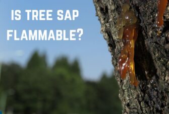 Is Tree Sap Flammable? (And Pine Sap?) | Earth Eclipse