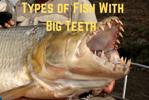 15 Types of Fish With Big Foreheads (With Pictures) | Earth Eclipse