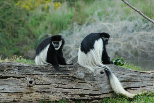 15 Types of Animals With Long Tails (With Pics) | Earth Eclipse