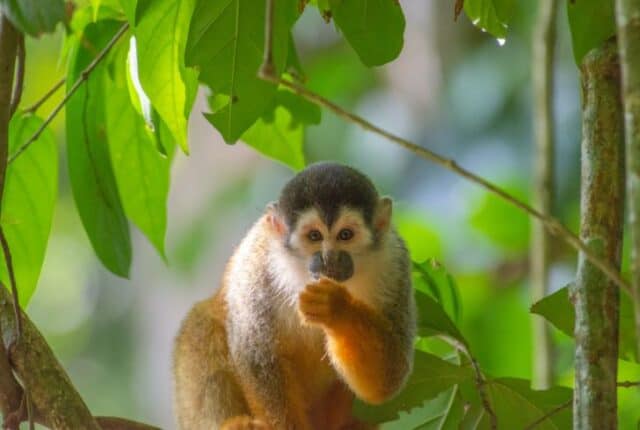 17 Animals With REALLY Long Names (With Pics) | Earth Eclipse