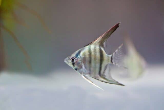 15 Types of Fish With Legs And Can Walk (With Pictures) | Earth Eclipse