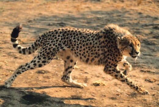 15 Types of Animals With Long Tails (With Pics) | Earth Eclipse