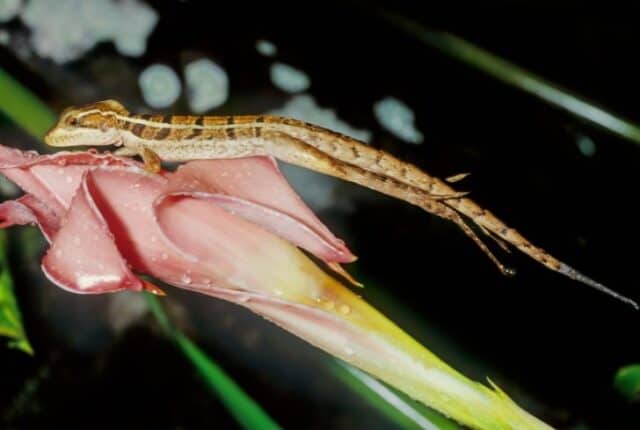 15 Types of Animals With Long Tails (With Pics) | Earth Eclipse