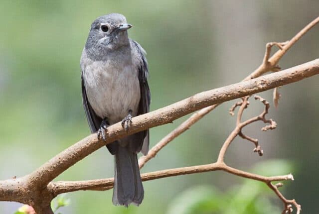 17 Animals With REALLY Long Names (With Pics) | Earth Eclipse