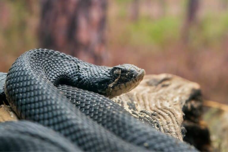 13 Types of Black Snakes in Florida (With Pictures) | Earth Eclipse